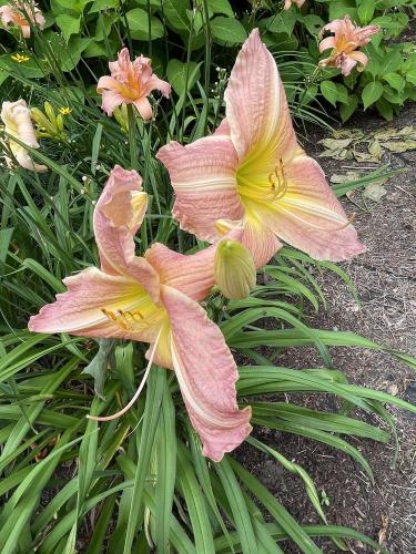 Daylily of the Day: George Caleb Bingham in the Plants of the Day forum ...