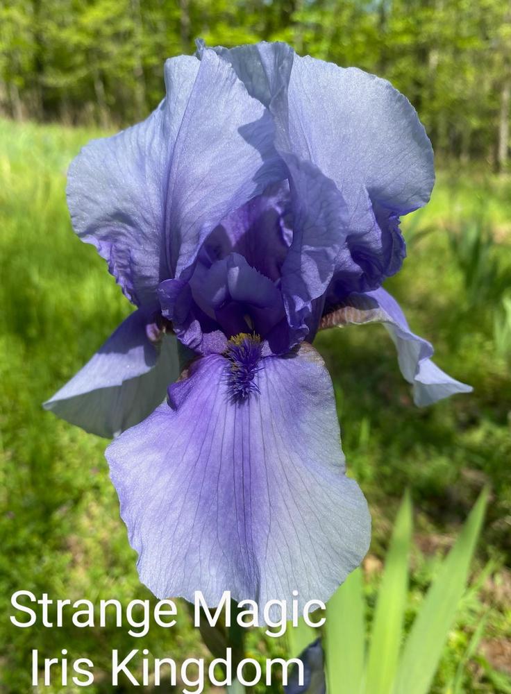Photo of the bloom of Tall Bearded Iris (Iris 'Strange Magic') posted by elizabeth1g - Garden.org