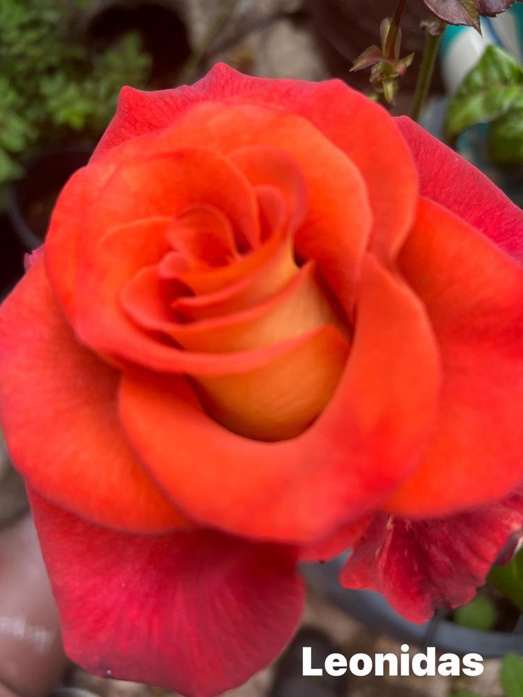 Rose (Rosa 'Leonidas') in the Roses Database - Garden.org