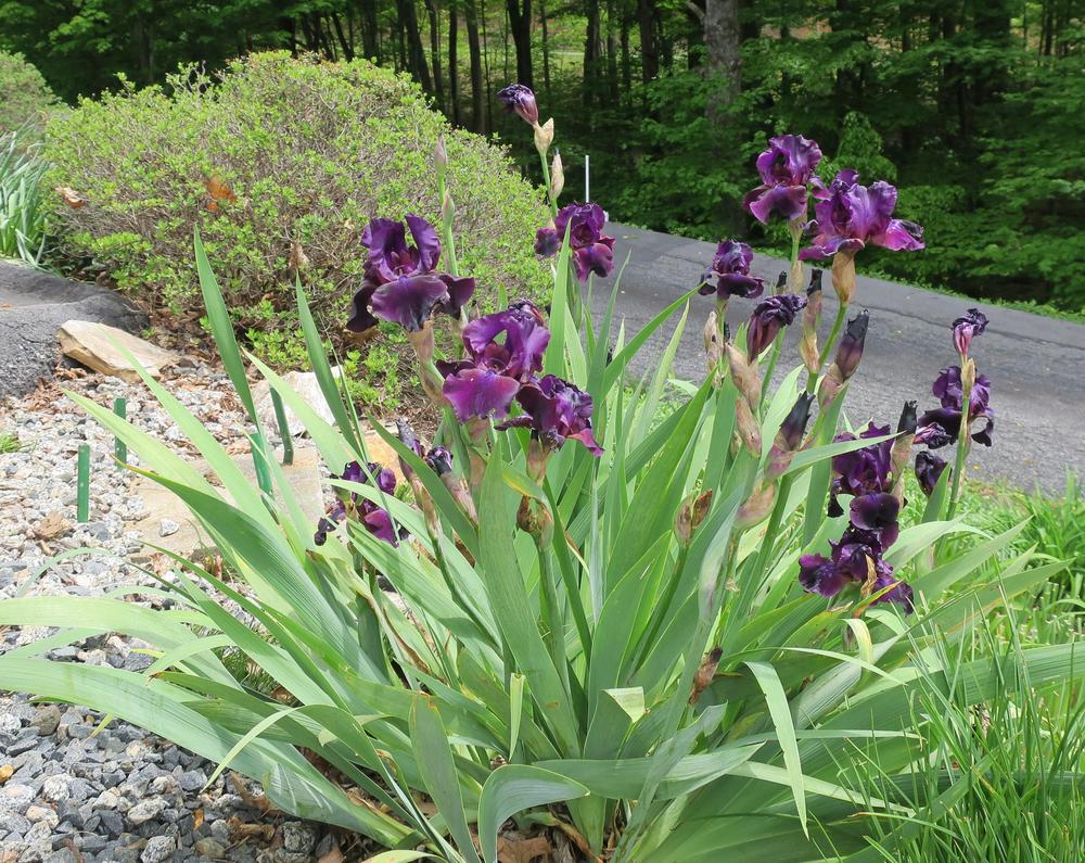 Photo of the entire plant of Tall Bearded Iris (Iris 'Superstition') posted by 2Dogsmother ...