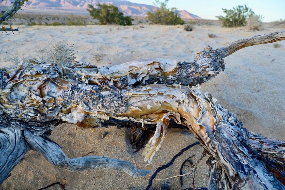 Photo of the roots of Ocotillo (Fouquieria splendens) posted by Baja ...