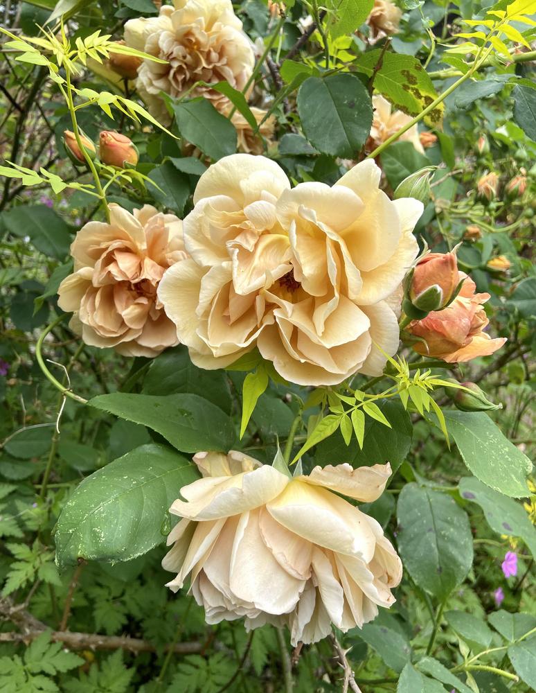 Photo of the bloom of Floribunda Rose (Rosa 'Cafe') posted by Calif_Sue ...
