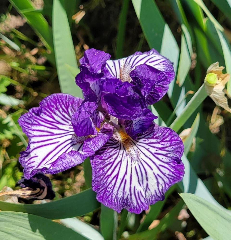 Photo of the bloom of Intermediate Bearded Iris (Iris 'Line Drive ...