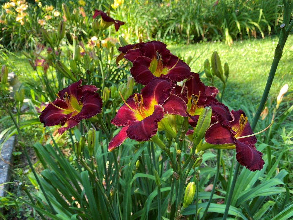Photo of the entire plant of Daylily (Hemerocallis 'Bud's Red Hanky ...