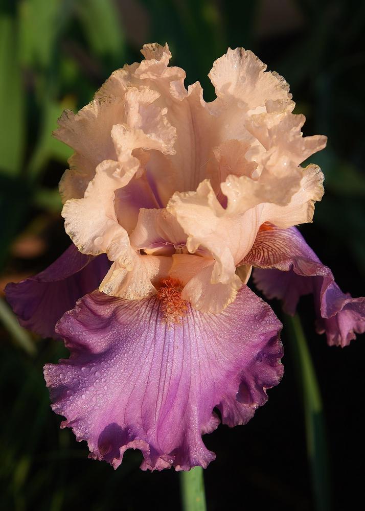 Tall Bearded Iris (Iris 'Absolute Crush') in the Irises Database ...