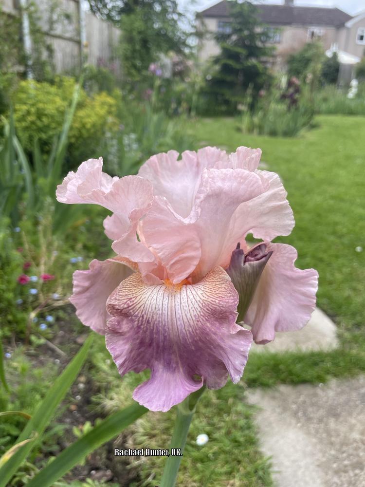 Photo of the bloom of Tall Bearded Iris (Iris 'Pink Matters') posted by ...