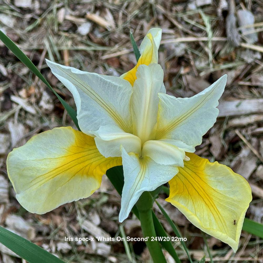 Photo of the bloom of Species X Iris (Iris 'What's on Second') posted ...