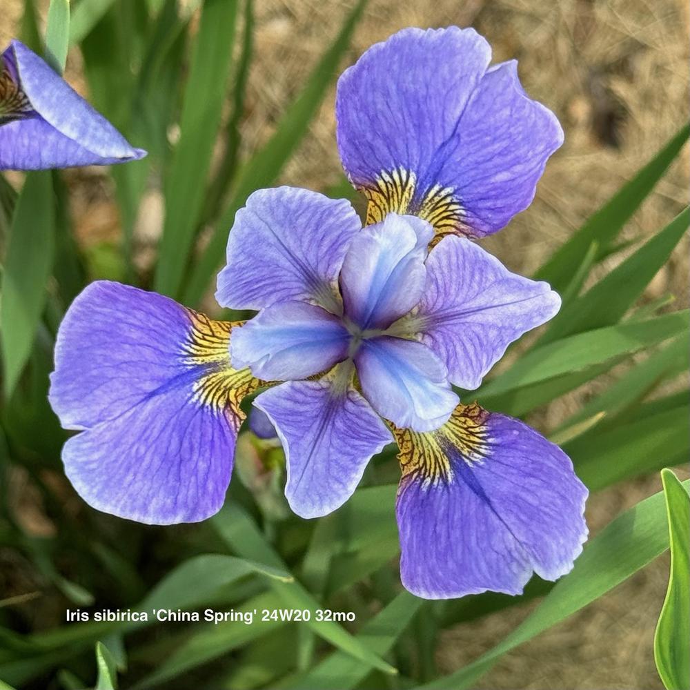 Photo of the bloom of Siberian Iris (Iris 'China Spring') posted by ...