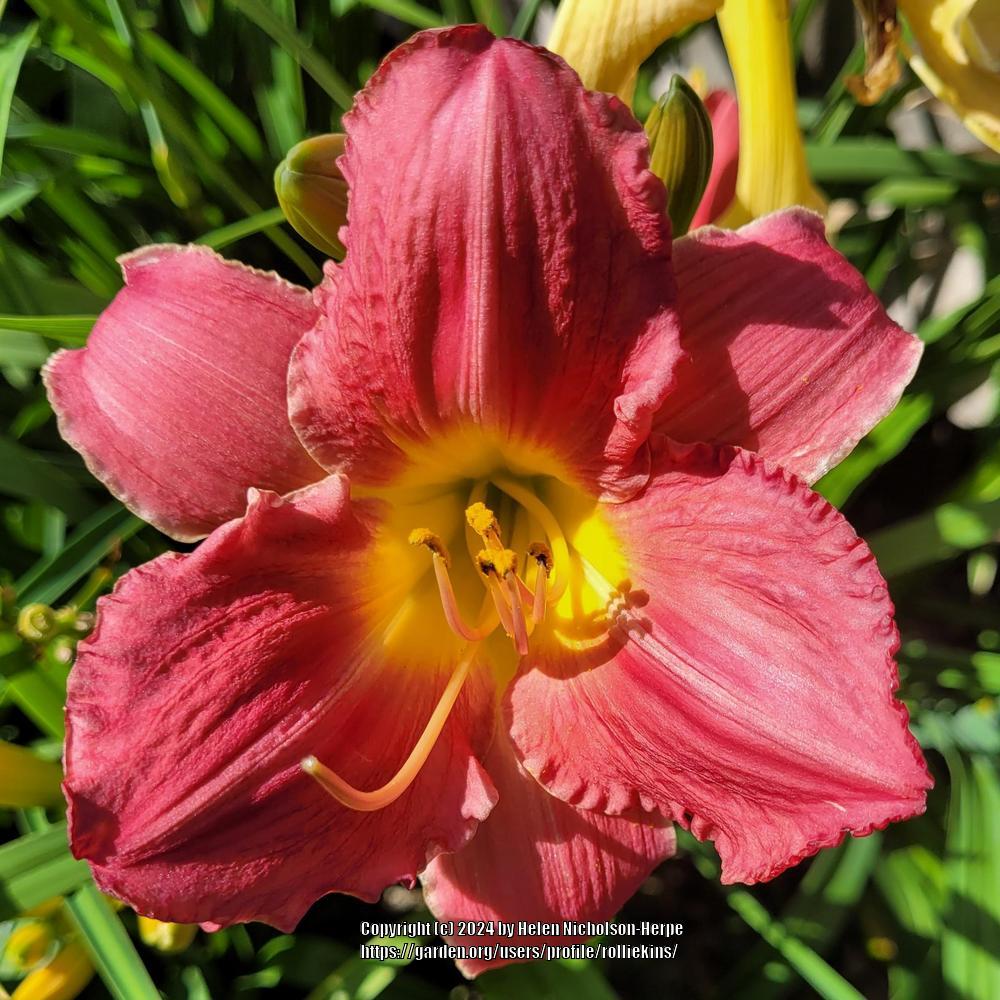Photo of the bloom of Daylily (Hemerocallis 'Summer Wine') posted by ...