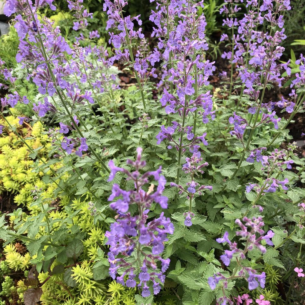 Photo of the entire plant of Catmint (Nepeta x faassenii Junior Walker™) posted by sedumzz ...