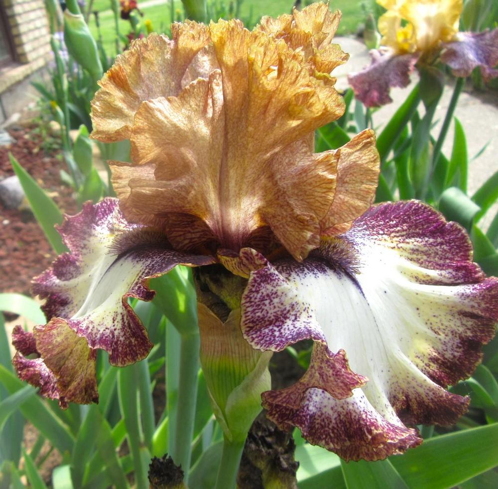 Photo of the bloom of Tall Bearded Iris (Iris 'Secret Chord') posted by ...