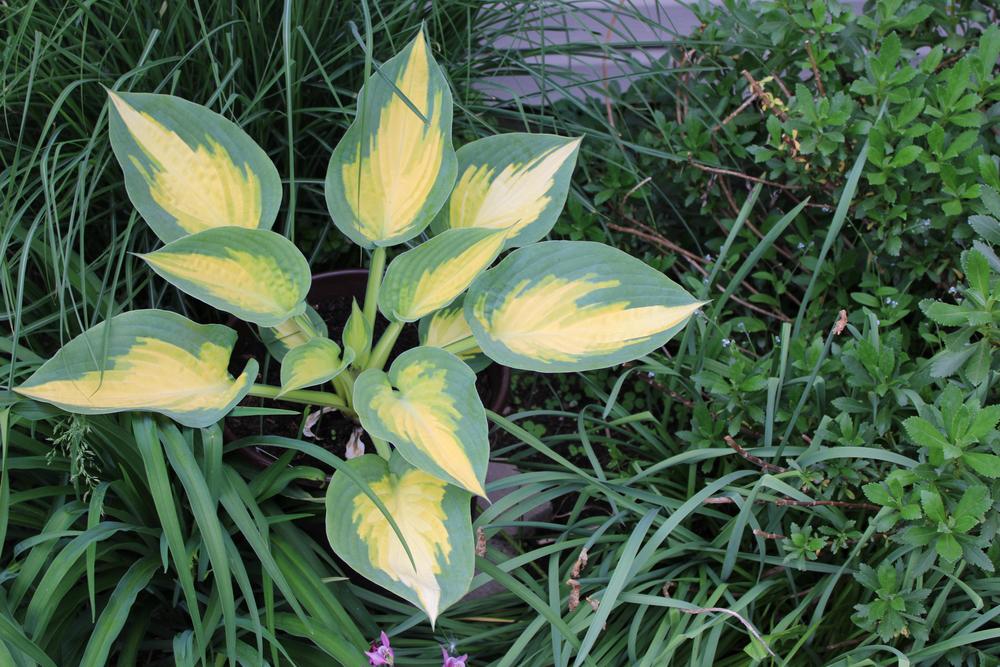 Photo of the entire plant of Hosta 'Forbidden Fruit' posted by ...