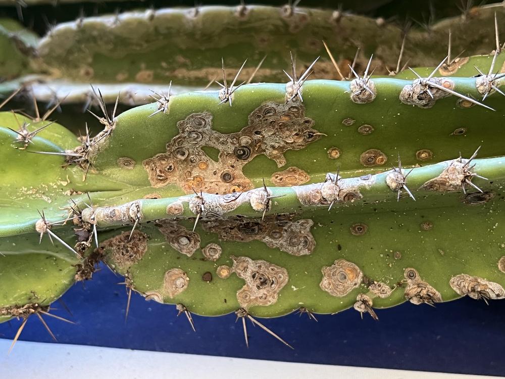 Cactus: Scab, scale, fungus? in the Ask a Question forum - Garden.org