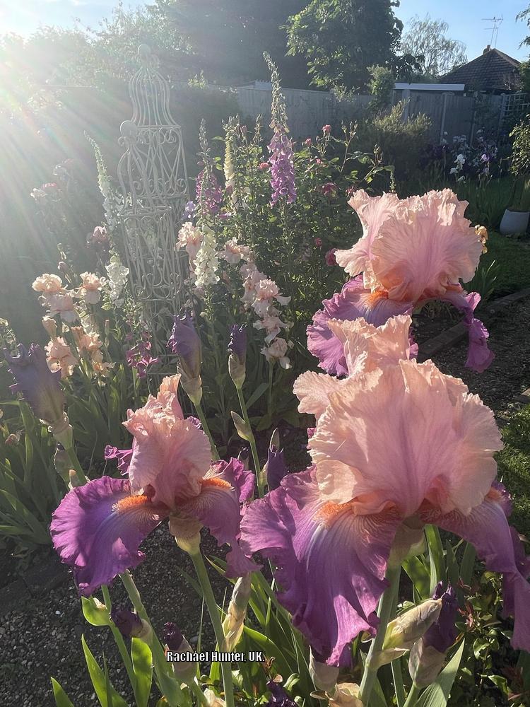 Viewing a Plant Combination by RachaelHunter - Garden.org