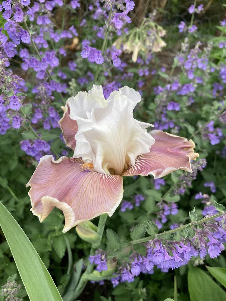 Photo of the bloom of Tall Bearded Iris (Iris 'Coffee Whispers') posted ...