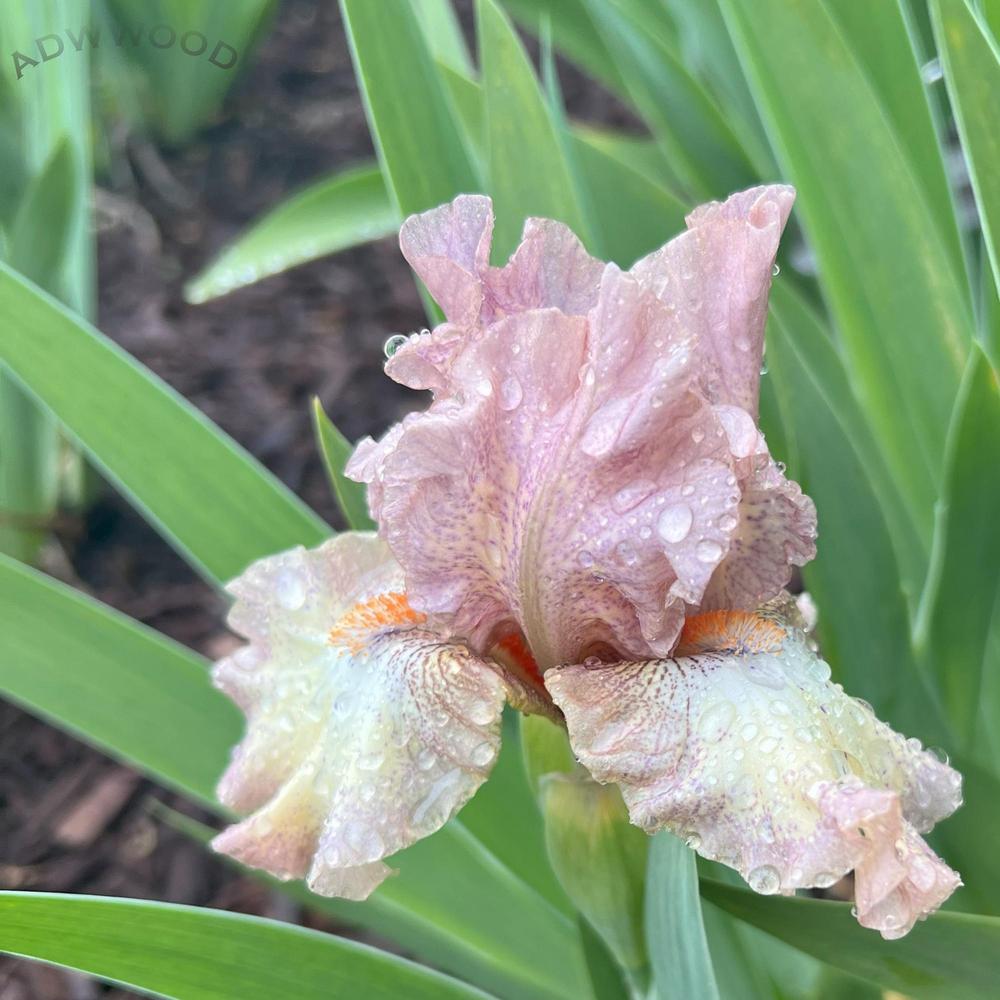 Intermediate Bearded Iris (Iris 'Candy Floss') in the Irises Database ...