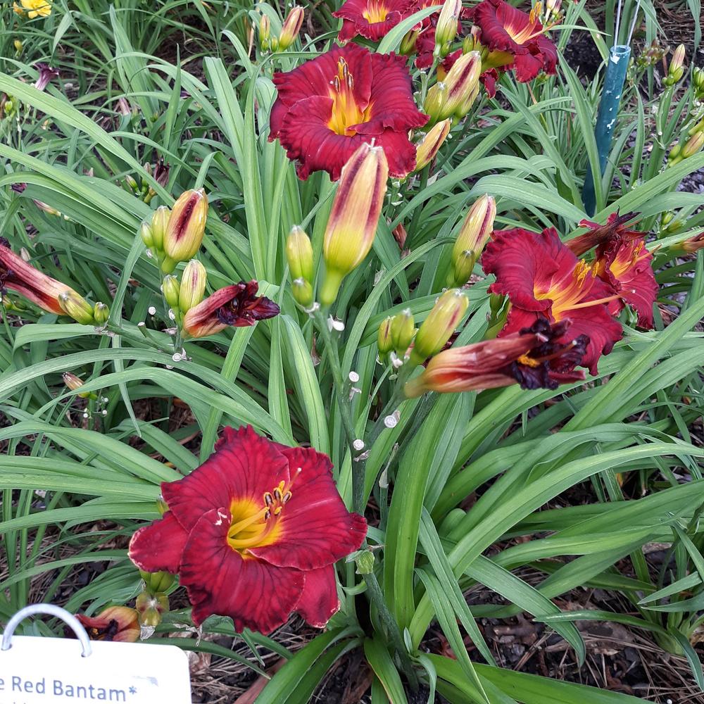 Photo of the entire plant of Daylily (Hemerocallis 'Little Red Bantam ...