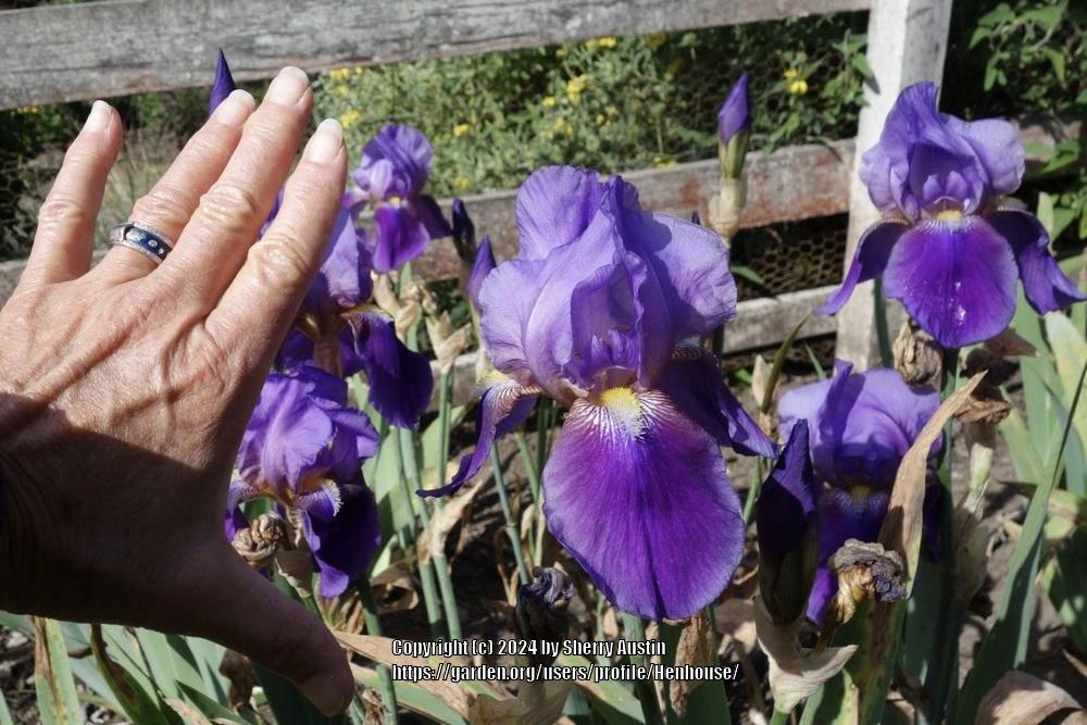 Identification help, please in the Irises forum - Garden.org