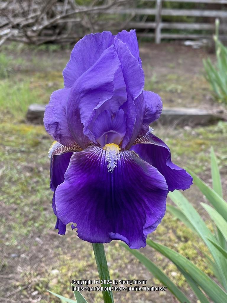 Identification help, please in the Irises forum - Garden.org