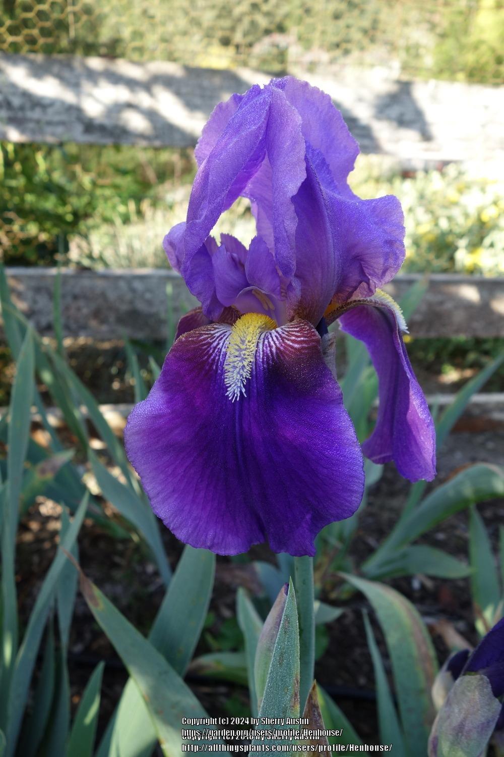 Identification help, please in the Irises forum - Garden.org