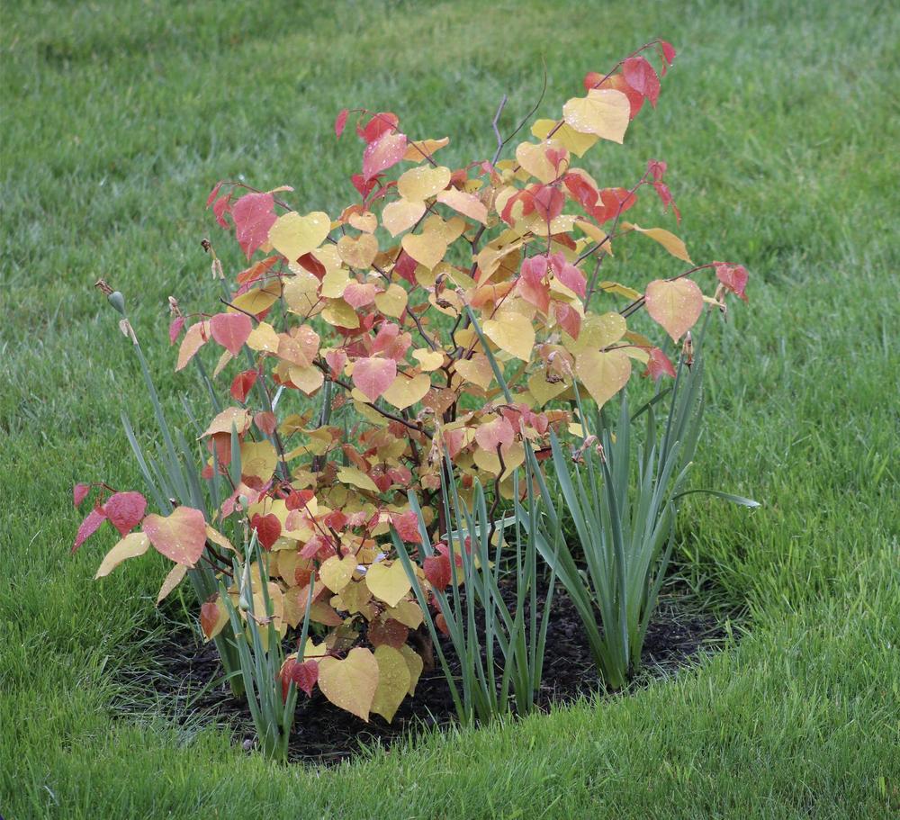 Photo of the entire plant of Eastern Redbud (Cercis canadensis Flame ...