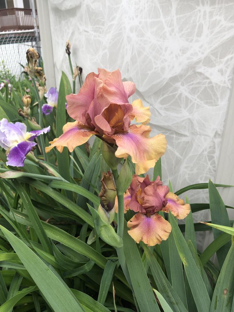 Photo of the bloom of Tall Bearded Iris (Iris 'Bronze Warrior') posted ...