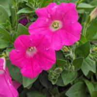 Photo of the bloom of Milliflora Spreading/Trailing Petunia (Petunia ...
