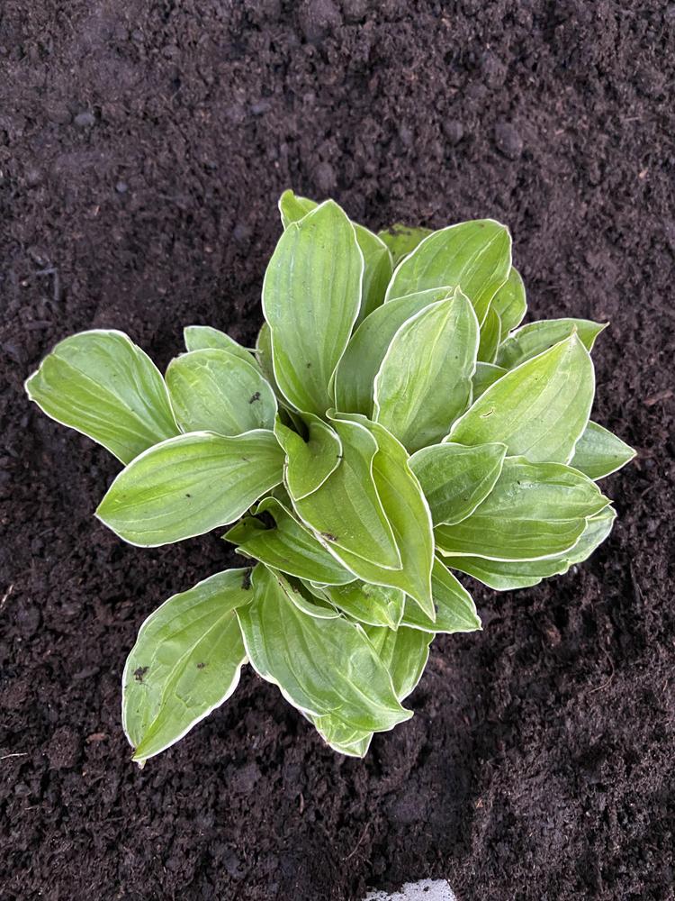 Hosta 'Ice Cube' in the Hostas Database - Garden.org
