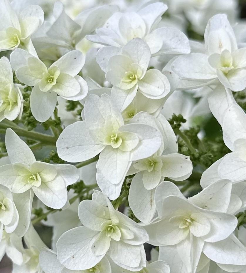 Oakleaf Hydrangea (Hydrangea quercifolia Snowflake) in the Hydrangeas ...