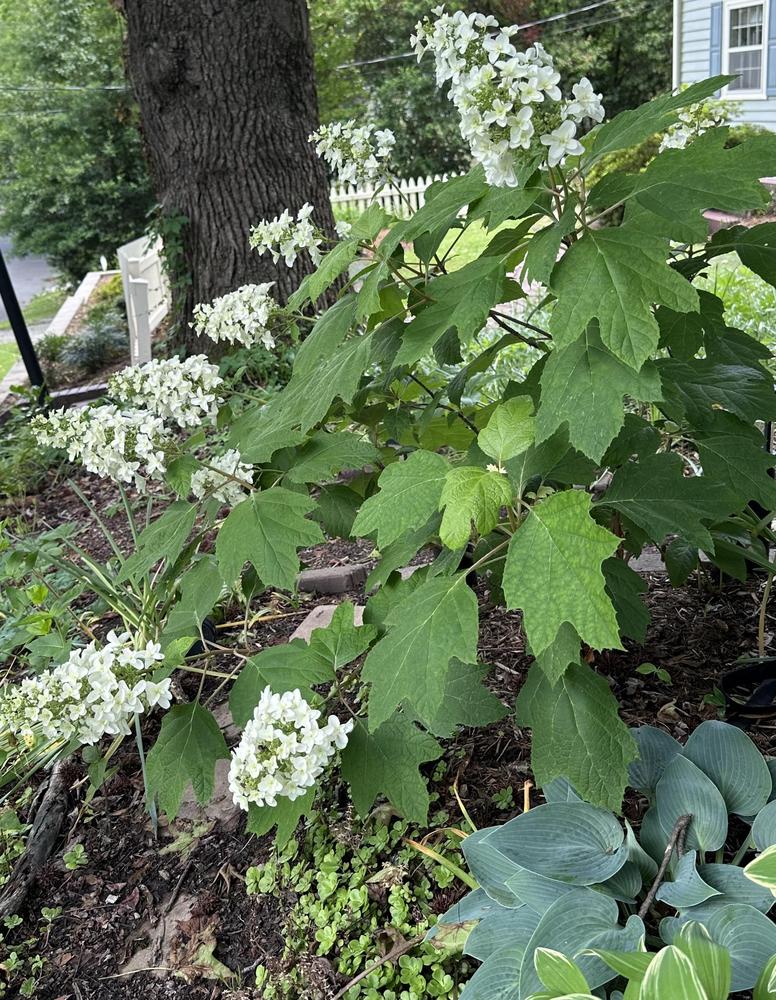 Photo of the entire plant of Oakleaf Hydrangea (Hydrangea quercifolia ...