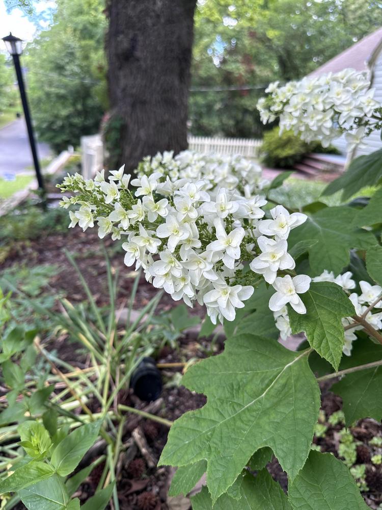 Photo of the bloom of Oakleaf Hydrangea (Hydrangea quercifolia ...