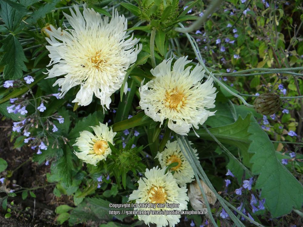 Photo of the bloom of Yellow Stokes' Aster (Stokesia laevis 'Mary ...
