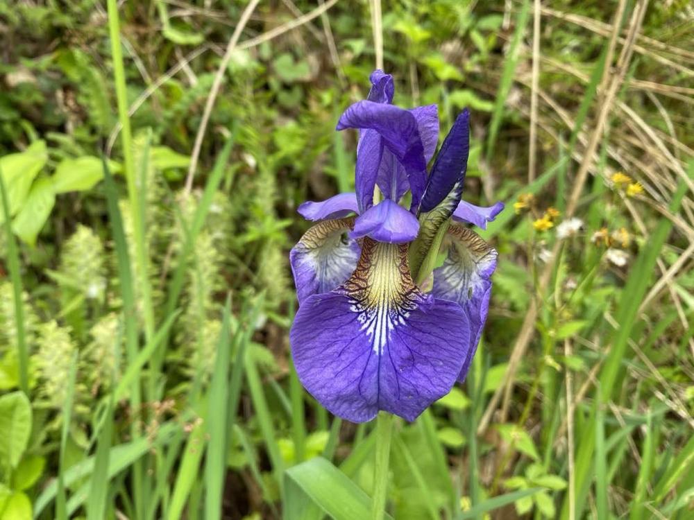 West Virginia Wildflower in the Plant ID forum - Garden.org