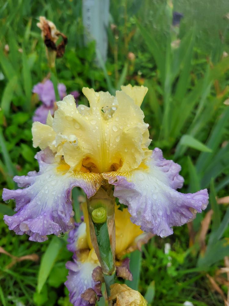 Photo of the bloom of Iris 'Let Me Be There' posted by KyDeltaD ...