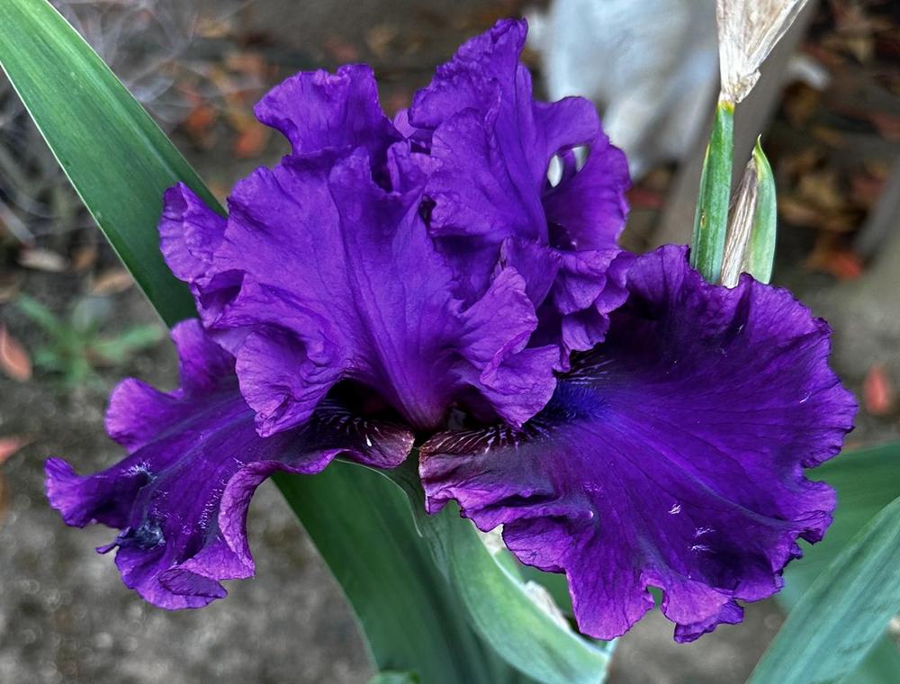 Photo of the bloom of Tall Bearded Iris (Iris 'Shadow Caper') posted by ...