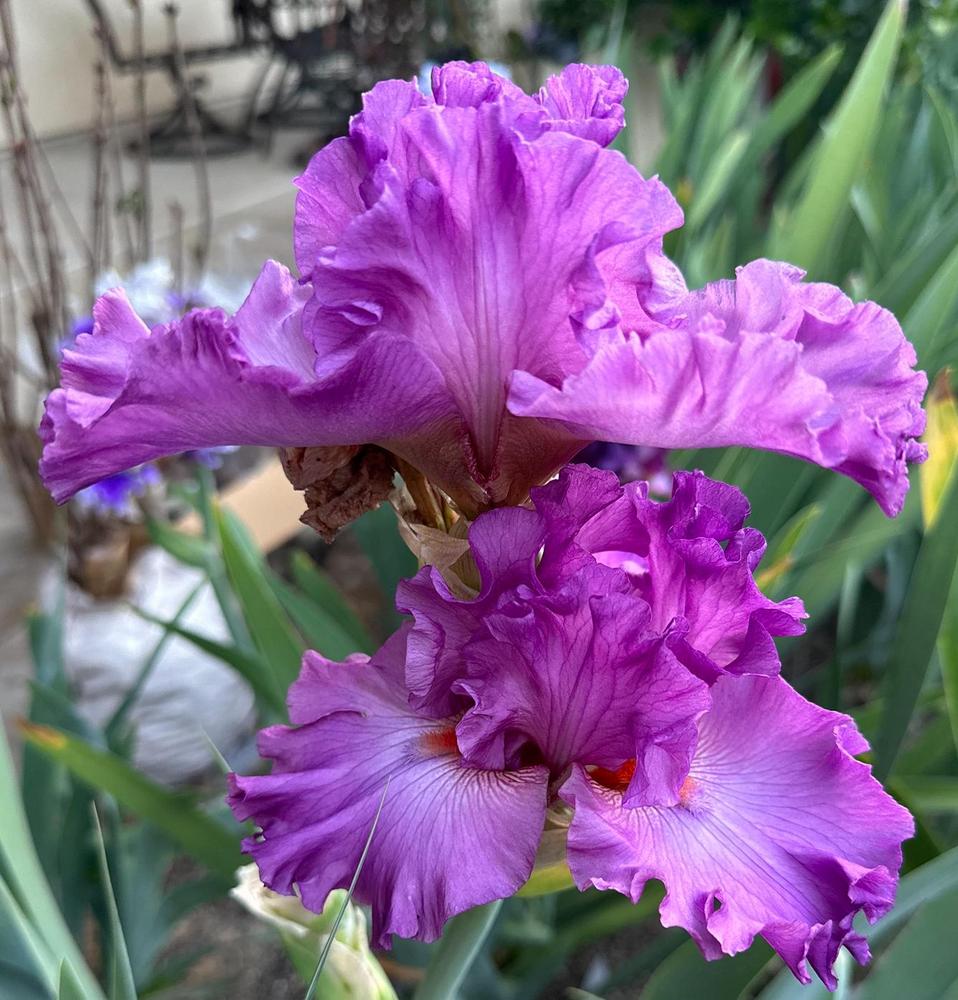 Photo of the bloom of Tall Bearded Iris (Iris 'Elegant Ruffles') posted ...