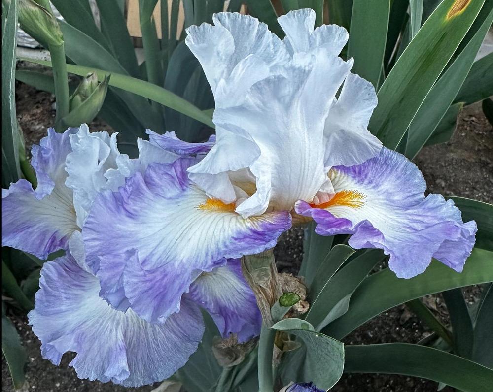 Photo of the bloom of Tall Bearded Iris (Iris 'Sparkle and Shine') posted by Trudygc - Garden.org