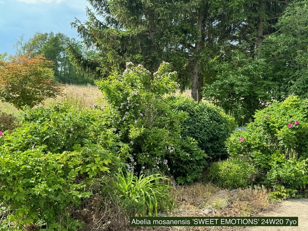 Photo of the entire plant of Zabelia tyaihyoni Sweet Emotion® posted by ...