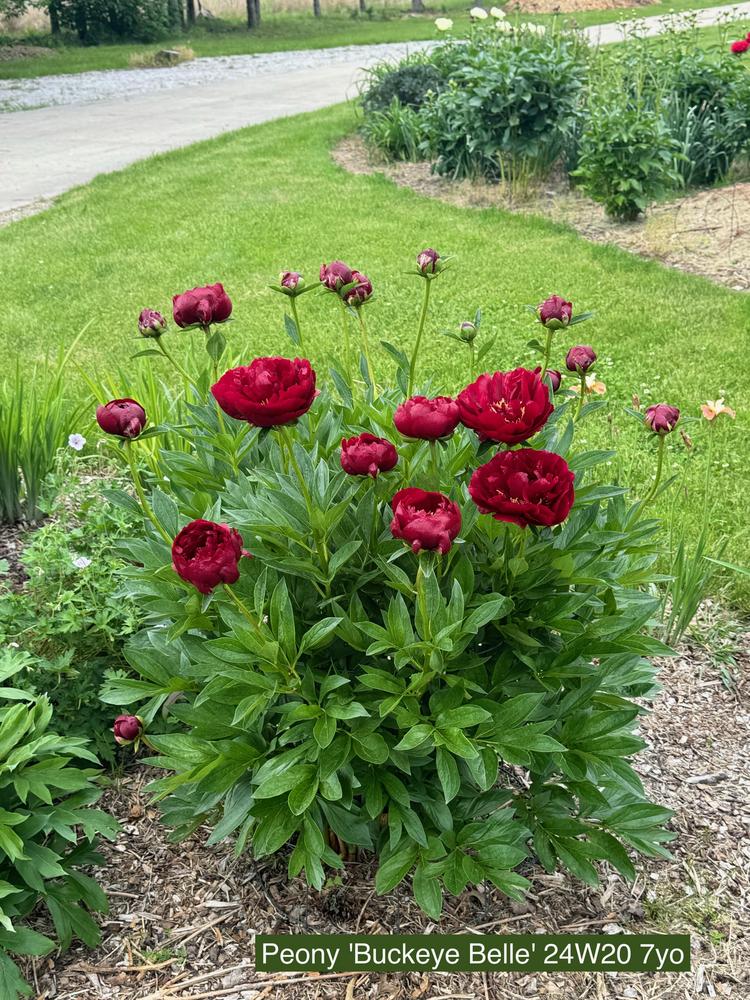 Photo of the entire plant of Peony (Paeonia 'Buckeye Belle') posted by frankrichards16 - Garden.org