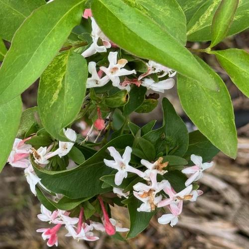 Zabelia tyaihyoni Sweet Emotion® in the Abelias Database - Garden.org