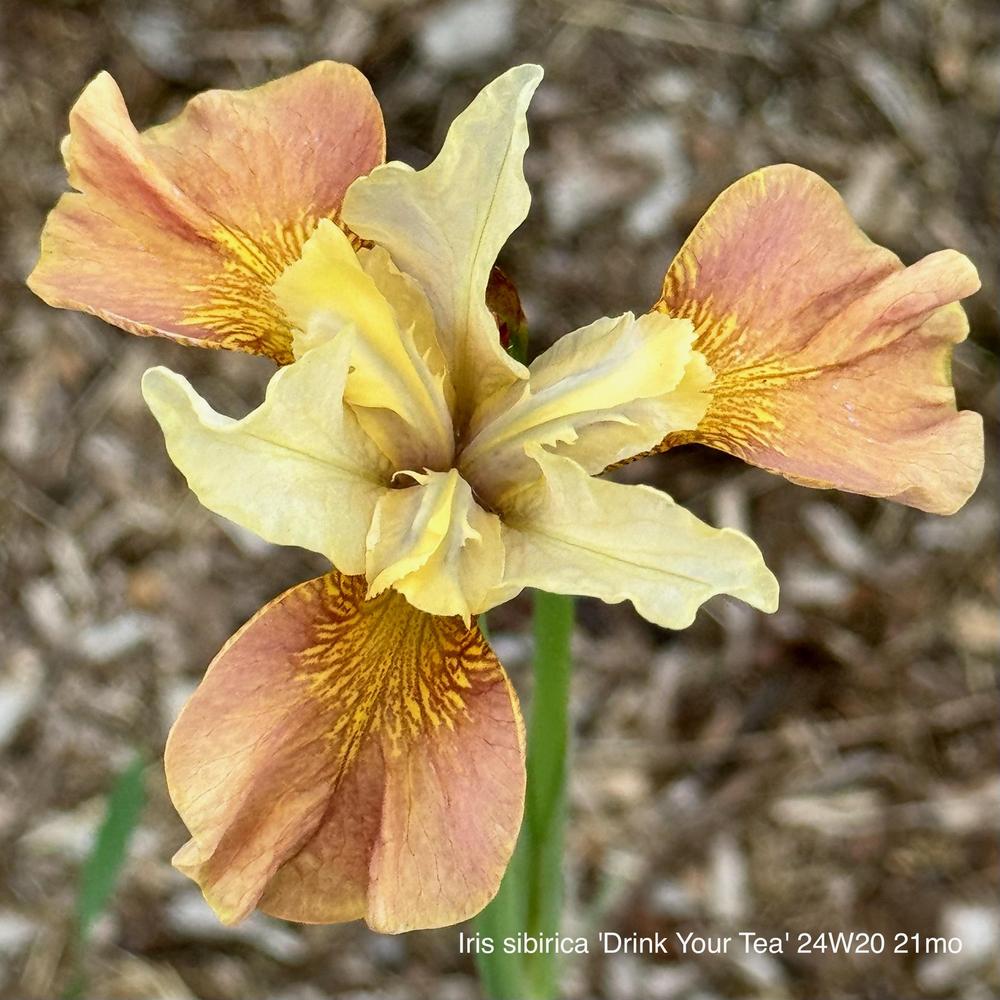 Siberian Iris (Iris 'Drink Your Tea') in the Irises Database - Garden.org