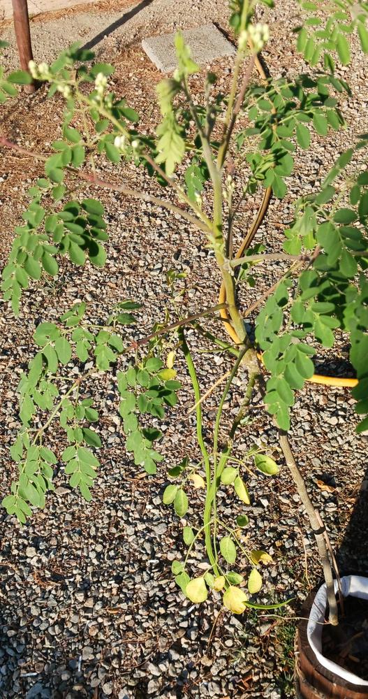 Photo of the entire plant of Miracle Tree (Moringa oleifera 'PKM-1 ...