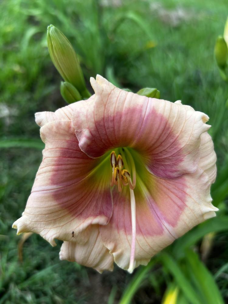 Photo of the bloom of Daylily (Hemerocallis 'Janice Brown') posted by ...