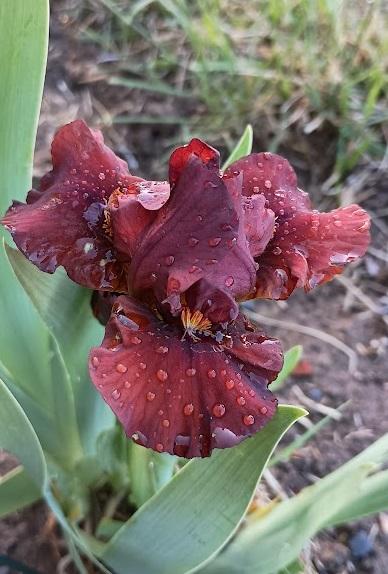 Photo of the bloom of Standard Dwarf Bearded Iris (Iris 'Fire') posted ...