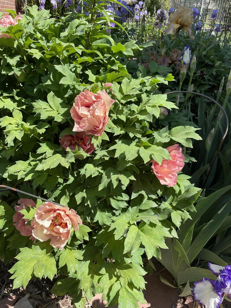 Nike tree peony in the Peonies forum - Garden.org