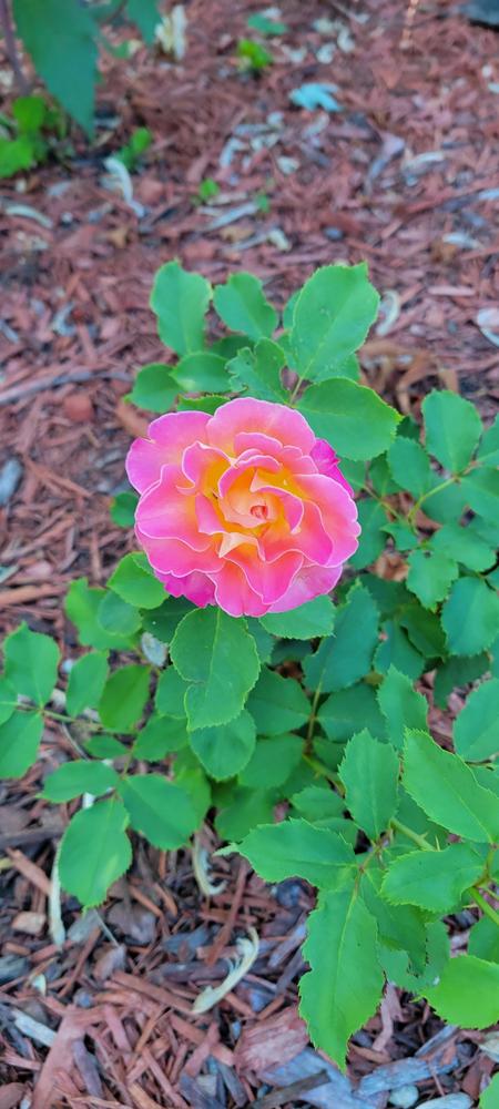 Rose Identification in the Roses forum - Garden.org