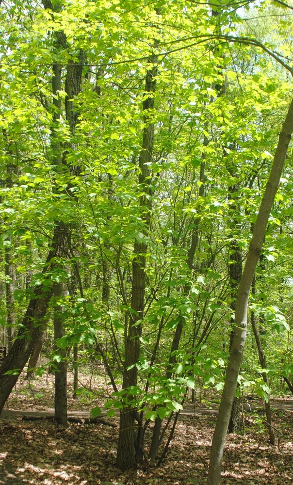 Photo of the entire plant of Striped Maple (Acer pensylvanicum) posted ...