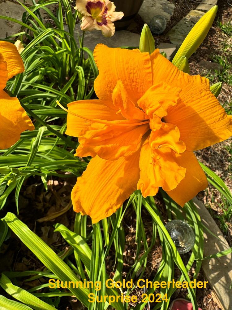 Mystery—and Beautiful—Daylily in the Daylilies forum - Garden.org