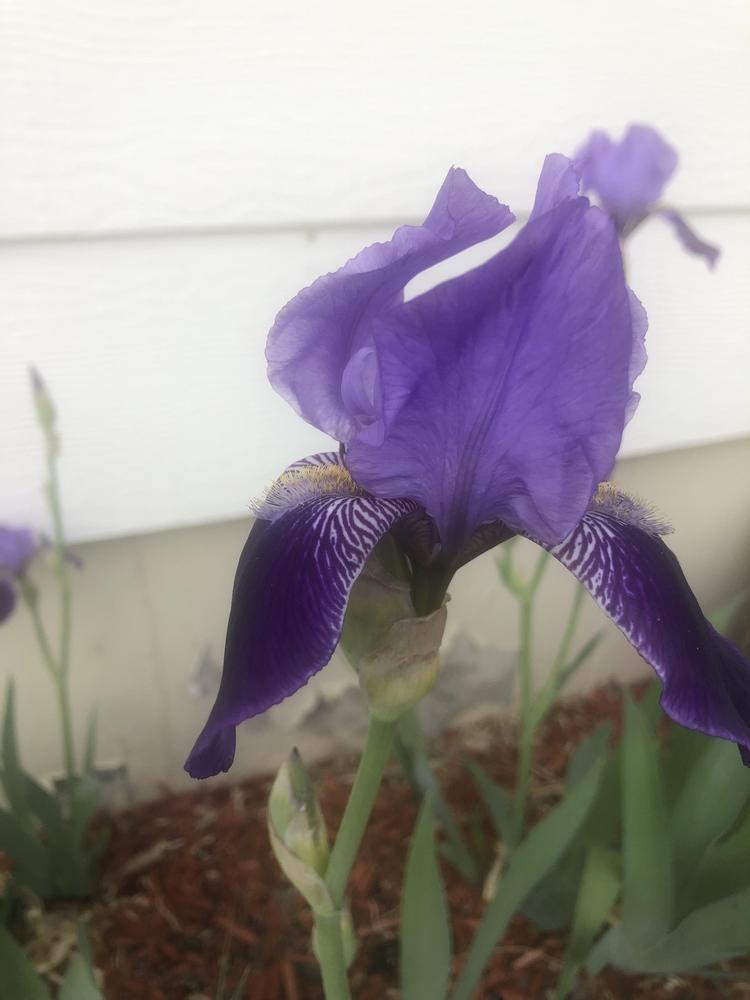 Iris id in the Irises forum - Garden.org