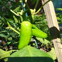 Photo of the fruit of Hot Pepper (Capsicum annuum 'Fooled You') posted ...
